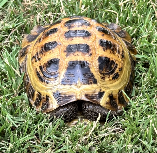 Rescue Male Russian Tortoise by Tortoise Acres Rescue & Sanctuary