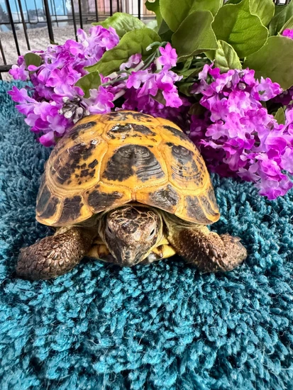 Rescued Adult Male Russian Tortoise by Tortoise Acres Rescue & Sanctuary