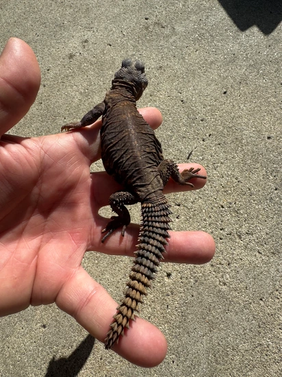CB Orange Uromastyx Geyri Female by Heirloom Herpetoculture