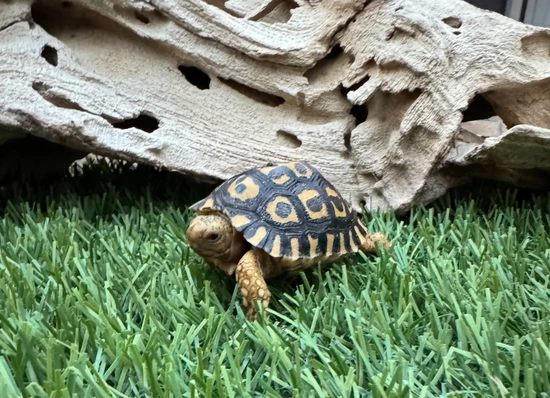 South African Leopard Leopard Tortoise by Tortoise Pros