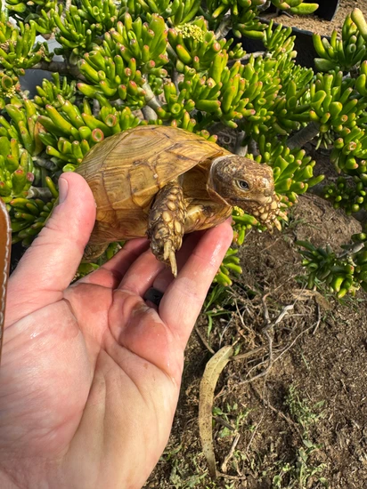 Golden Greek Greek Tortoise by Tortoise Pros