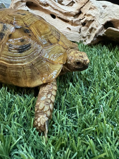 Golden Greek Greek Tortoise by Tortoise Pros
