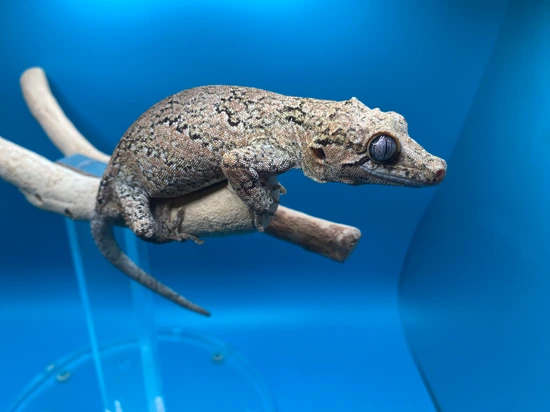 23' Pink Base Reticulated Gargoyle Gecko by Kovach Reptiles