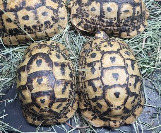 Libyan Greek Tortoise "PAIR" 5 Inch by Toucan Jungle