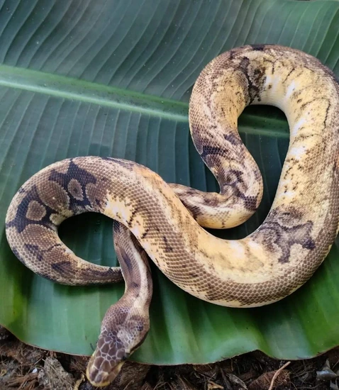 Chimera Dragon Fly Het Desert Ghost Pos New Gene Ball Python by Young ...