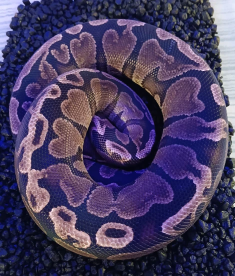 GHI Het Sunset Ball Python by Young Reptile Company