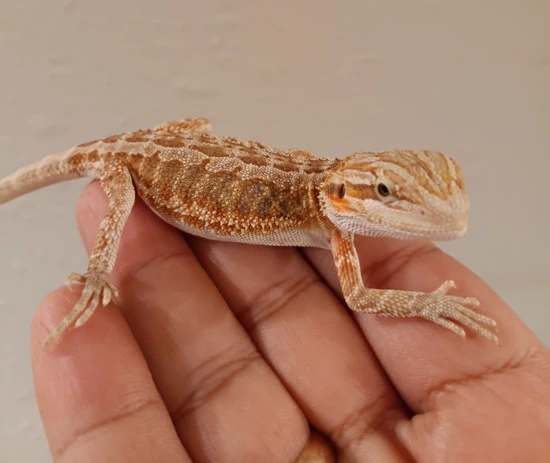 Hypo Blue Bar Bearded Dragon - Super Friendly Central Bearded Dragon by ...