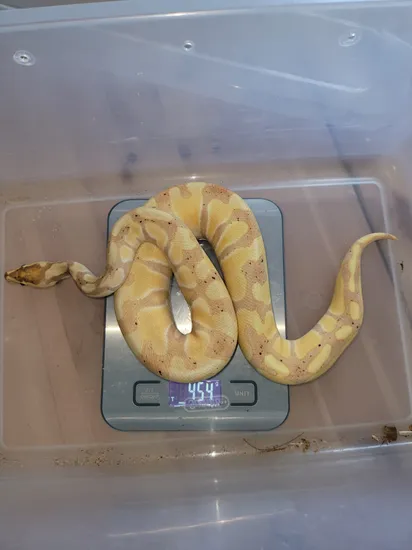 Banana Enchi 100% Het Clown Ball Python by Morph Fiends