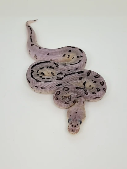 Fire Leopard Pinstripe Vpi Axanthic Clown Ball Python by Blind Mice ...