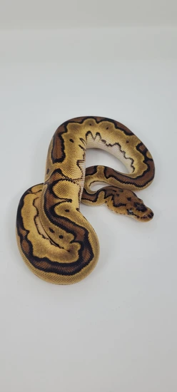 Orange Dream Calico Clown Ball Python by Blind Mice Reptiles