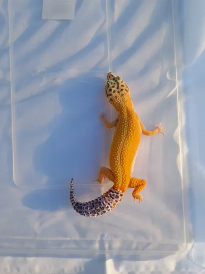Leopard Gecko by Cold Blooded Pythons Reptile Breeders