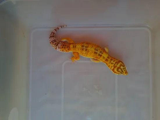 Tangerine Chocolate Albino Leopard Gecko by Cold Blooded Pythons ...