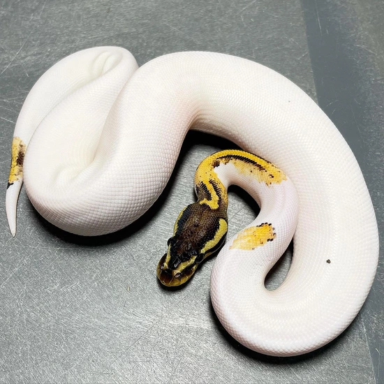Pastel Asphalt/Yellowbelly Pied (Maybe Pastel Freeway Pied) Ball Python ...