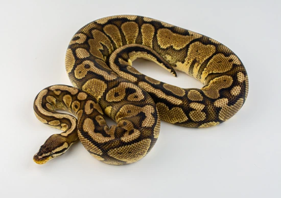 Proven Pastel YB Red Stripe Ball Python by Warren Reptiles
