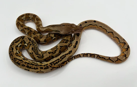 Platty Triple Het Anthrax GS Mocha/Purple Reticulated Python by Warren ...