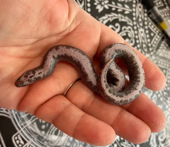 Anery STRIPE Sand Boa Kenyan Sand Boa by TLB Reptiles