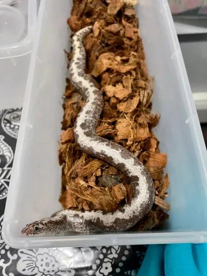 Wide Stripe Anery Kenyan Sand Boa by TLB Reptiles