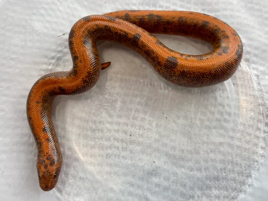 2022 Wide Stripe Het Anery Male Sand Boa Kenyan Sand Boa by TLB Reptiles