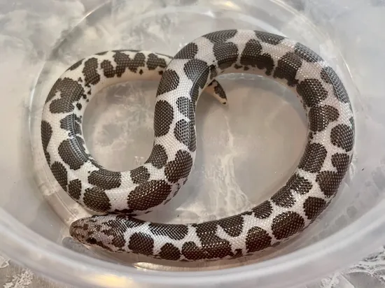 Anery Sand Boa Male 2022 Kenyan Sand Boa by TLB Reptiles