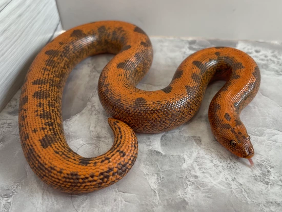 100% Het Anery Wide Stripe Sand Boa 2022 Kenyan Sand Boa by TLB Reptiles