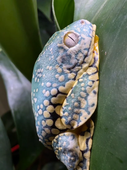 USCB Amazon Fringed Leaf Frogs (Cruziohyla Craspedopus) Other Tree Frog ...