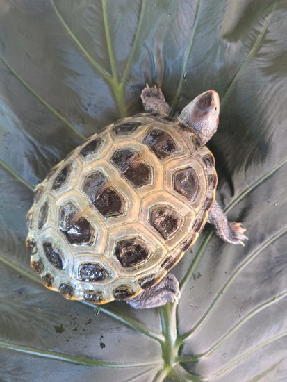 Diamondback Terrapin by Tree Frog Center