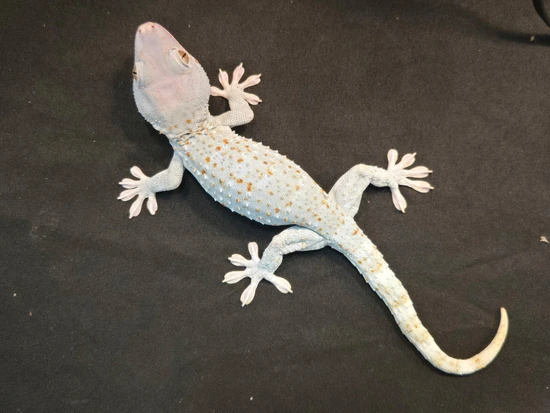 Proven Breeder Tokay Geckos by Tree Frog Center