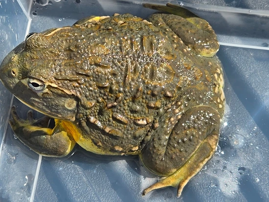 5in + ♂️ Pyxie Frog (Thai ImportBloodline) Bullfrog by Tree Frog Center