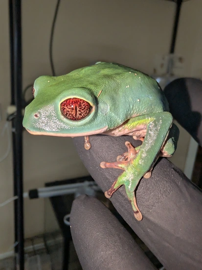USCB Red Eyed Monkey Frog (Phyllomedusa Chapparoi) Other Tree Frog by ...