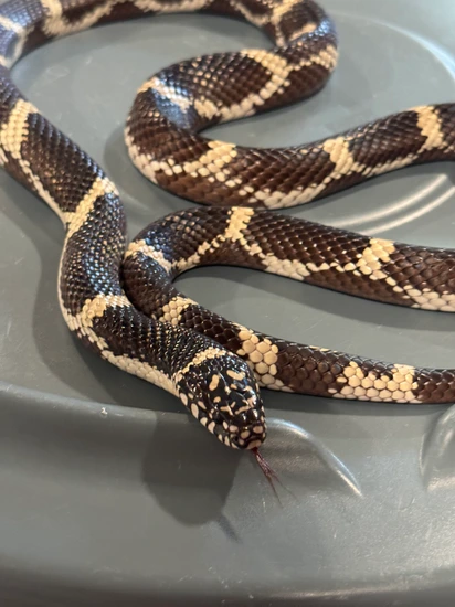 2019 Male Eastern Kingsnake Adult by Treehouse Reptiles
