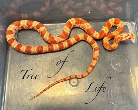 Inferno Sun Kissed, Amel,Anery, Carmel Corn Snake by Tree of Life Reptiles