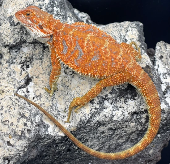 Red Monster , German Red , Crowley , Belgium Pos Het: Hypo, Trans ...