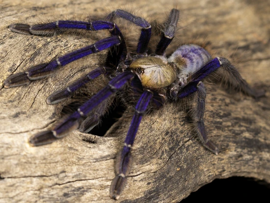 Omothymus Violaceopes (Singapore Blue) 1"+ Tarantula by Exotics Unlimited