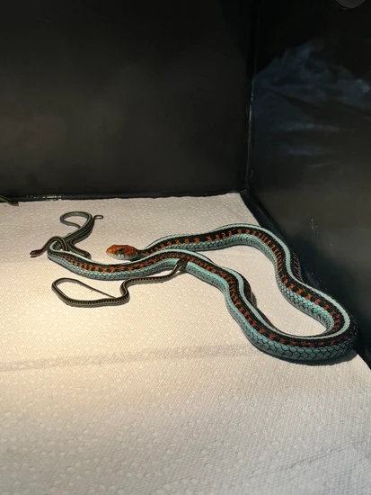Neon Blue Phase California Red-sided Garters Garter Snake by Exotics ...