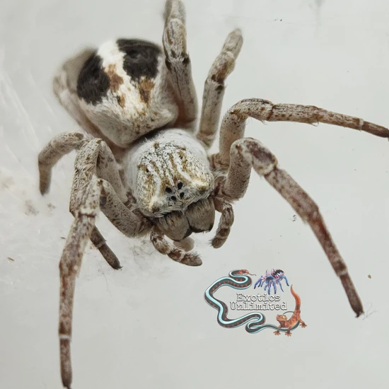 Stegodyphus Lineatus 'Striped' (Sahara Velvet Spider) 1.5-2" Other ...