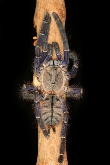 Ornithoctoninae Sp. "Phan Cay Blue" (True Blue Locality Spider) FEMALE ...