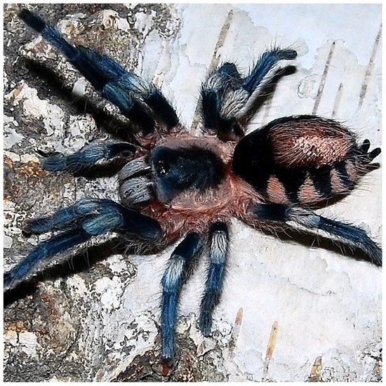 Cyriocosmus Ritae (Peruvian Black & White Tarantula) 1-1.5"+ by Exotics ...