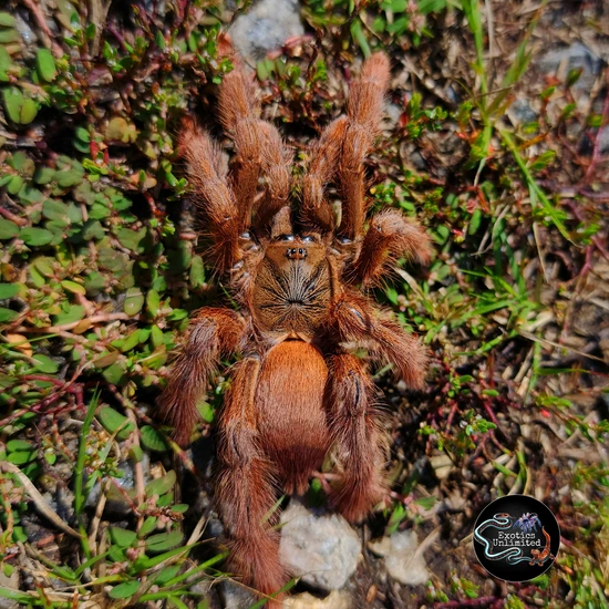 Amazonius Germani (Orange Tree Spider) 0.75-1" Tarantula by Exotics ...