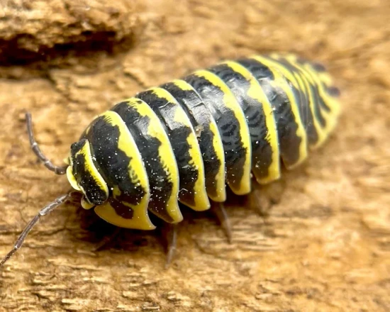 Armadillidium Gestroi (Yellow Spotted Isopod) 10 Ct by Exotics Unlimited