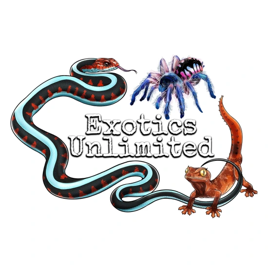 BLACK FRIDAY SALE Pamphobeteus Antinous (Bolivian Blue-leg Birdeater ...