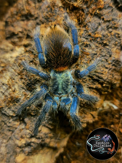 BLACK FRIDAY SALE Dolichothele Diamantinensis (Brazilian Blue Dwarf ...