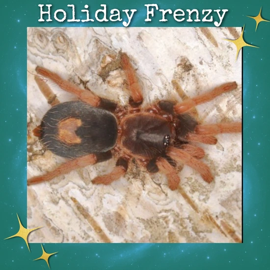 Cyriocosmus Aueri (Peruvian Dwarf Redleg Tarantula) 0.25-0.5" by ...