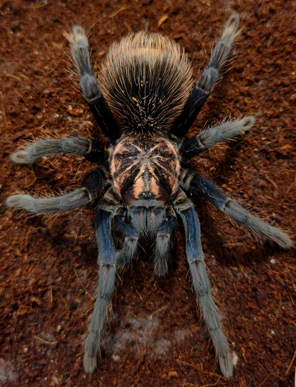 Xenesthis Sp. 'Blue' (Powder Blue & Orange Bird Eater Tarantula) 2.5-3 ...
