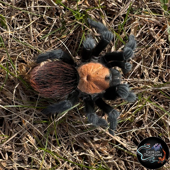 Brachypelma Albiceps (Golden Red Rump Tarantula) 2.5-3" by Exotics ...