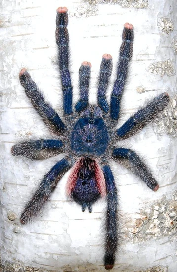 Avicularia Juruensis Sp. 'Peru Purple' (Peru Purple Pink Toe Tarantula ...