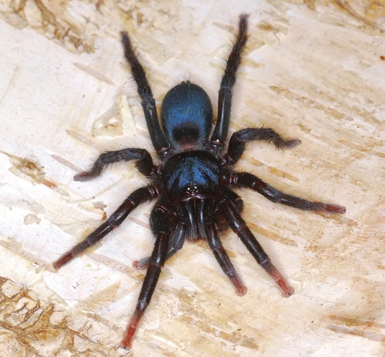 Sahydroaraneus Raja (Indian Blue Dwarf) 1" *RARE* Tarantula by Exotics ...