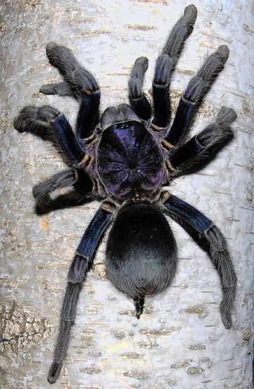 Phormictopus Sp. 'Dominican Purple' Tarantula 0.75-1" by Exotics Unlimited