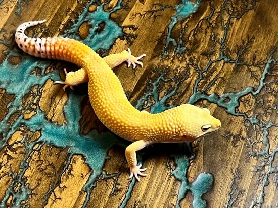 Mandarin Emerine X Raptor SHTCTB W&y Leopard Gecko by Palmetto State Geckos