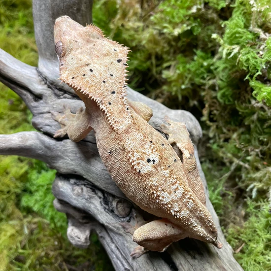 “BUTTERSCOTCH” Yellow Harlequin Dalmation Crested Gecko by Trinity Morphs
