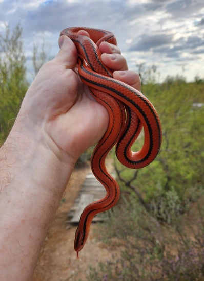 Adult Female Coxi Bamboo Rat Snake by Burkhardt Reptiles & Invertebrates